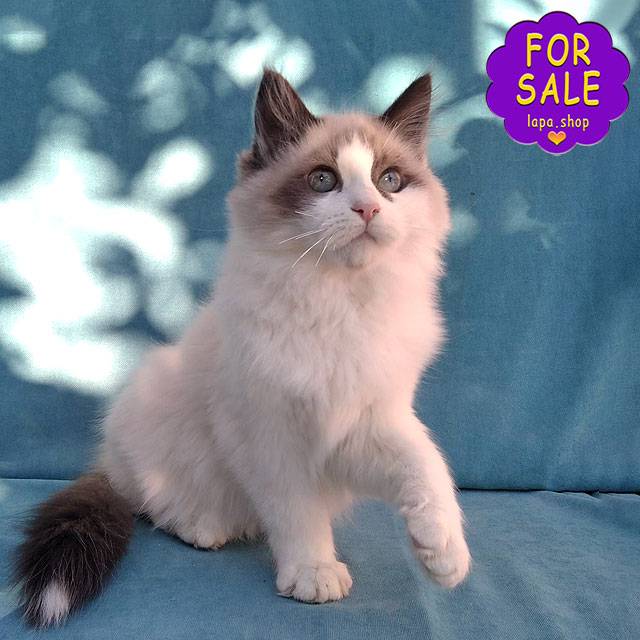 Siberian kittens from Ukraine for sale – Lapa.shop