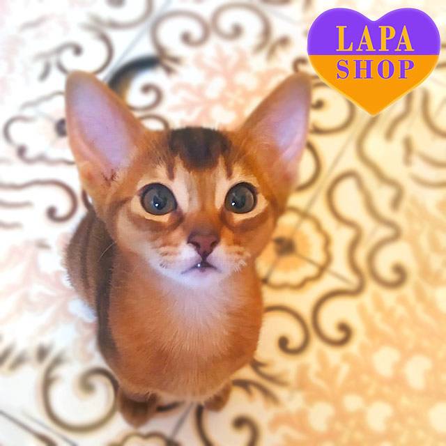Abyssinian kittens from Ukraine for sale – Lapa.shop