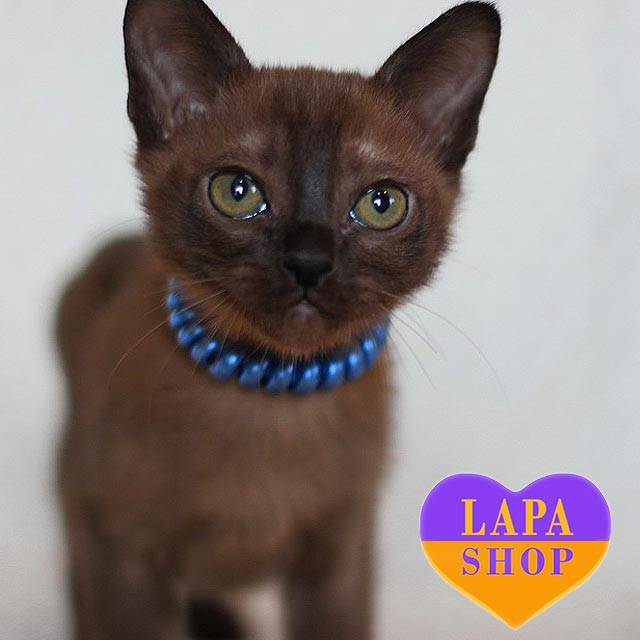 Burmese Kittens from Ukraine for Sale 🐾 LAPA.SHOP