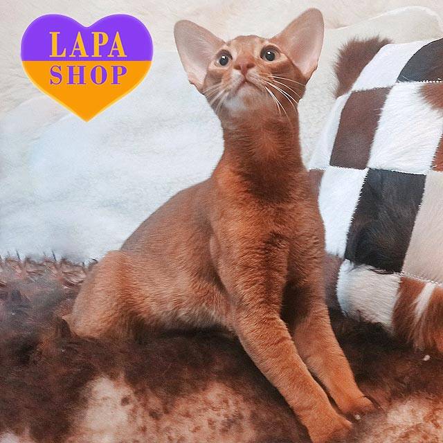 Red Abyssinian Kitten