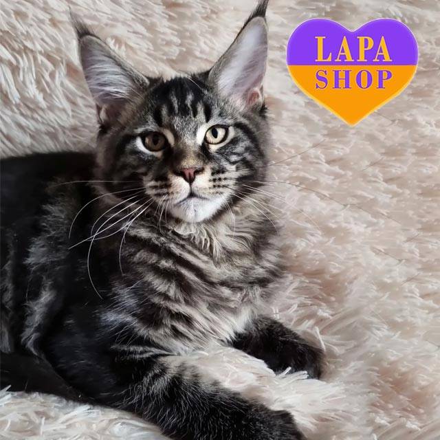 Marble Maine Coon Kitten Named Richael | Lapa.shop