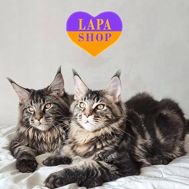 Marble Maine Coon Kitten Named Richael | Lapa.shop