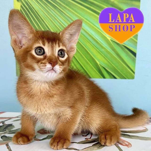 Sorrel Abyssinian Cat