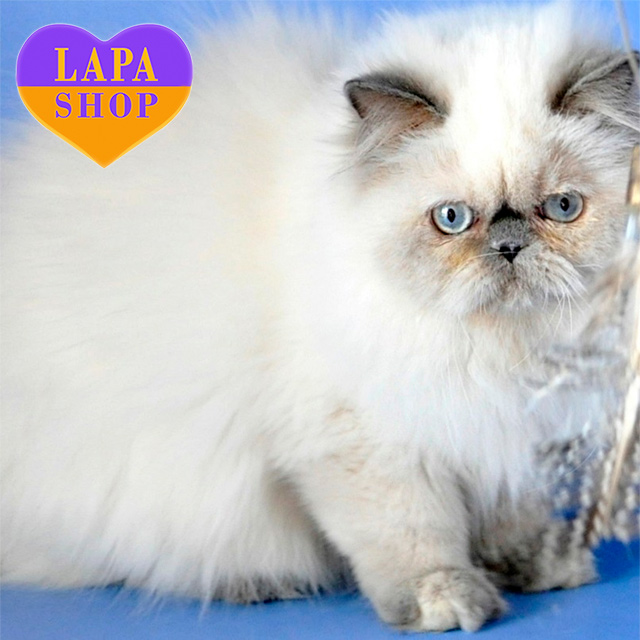 Blue Color Point Persian Cat
