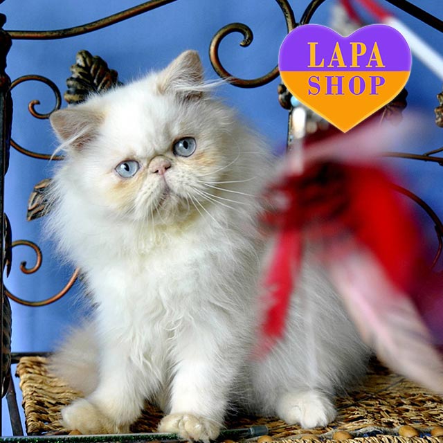 Cream Persian Kittens