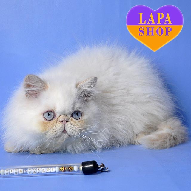 Cute Persian Cream Point Kitty Named Lisa