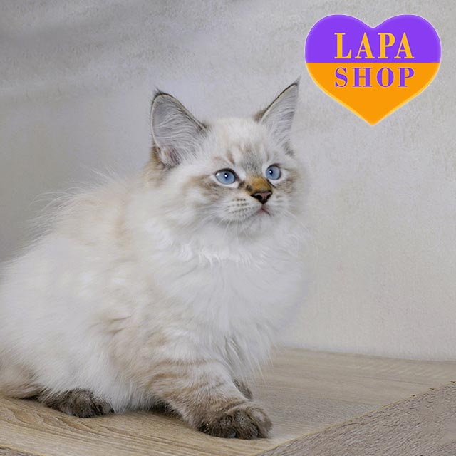 Neva Masquerade Kittens from Ukraine for Sale 🐾 Delivery