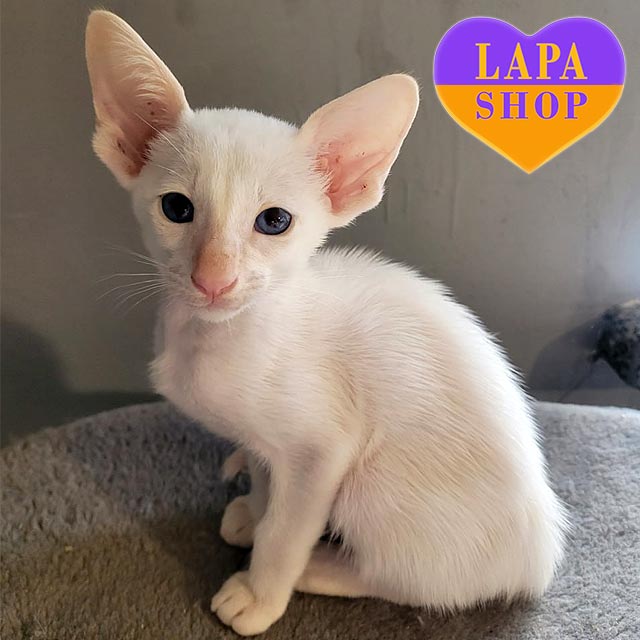 Red Colorpoint Shorthair