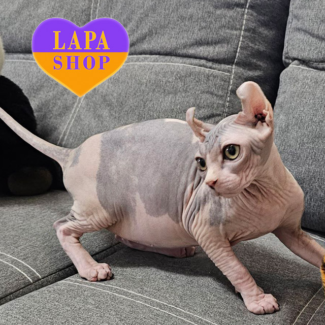 Elf Kitty Lola with a Bright Fur Coat | Lapa.shop