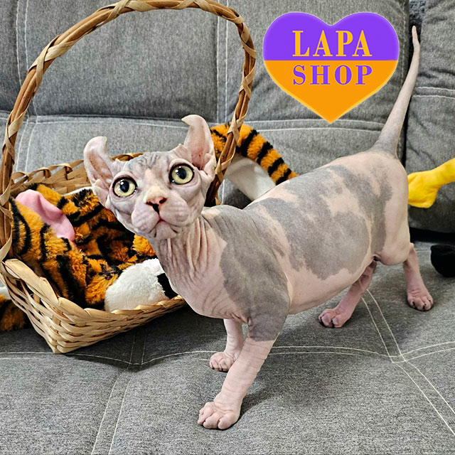 Elf Kitty Lola with a Bright Fur Coat | Lapa.shop