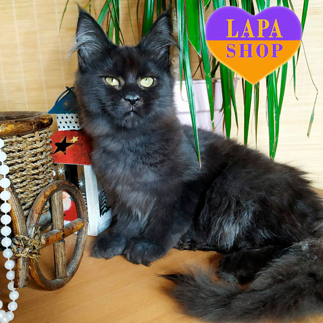 Topaz Kittens from Ukraine for Sale 🐾 Worldwide delivery