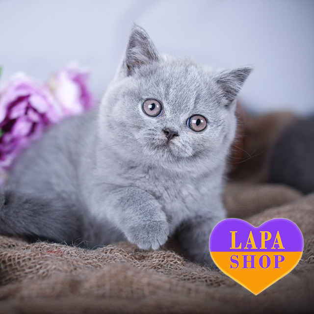 Charming Blue British Kitty Barbie | Lapa.shop
