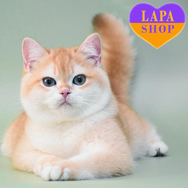 Сharming British Kitten in a Golden Fur Coat Teddy | Lapa.shop