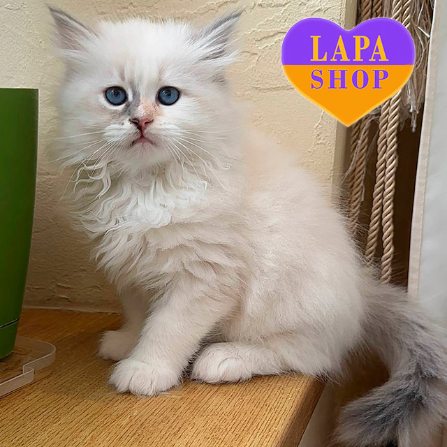 Neva Masquerade Kitten Germiona | Lapa.shop