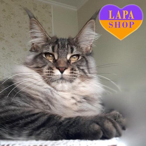 Ursula is a Silver Tiger Maine Coon Beauty | Lapa.shop