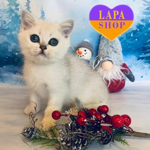 Charming Blue British Kitty Barbie | Lapa.shop