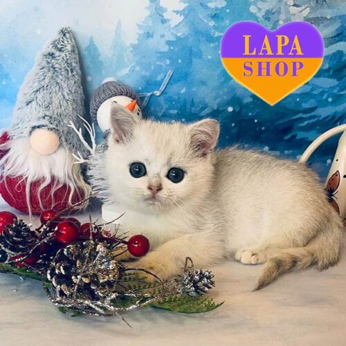 Charming Blue British Kitty Barbie | Lapa.shop