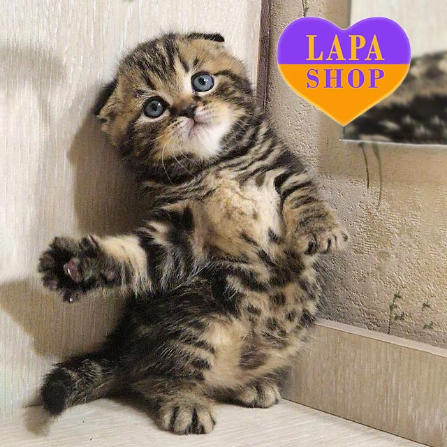 Cute Scottish Fold Kitten Timoha | Lapa.shop