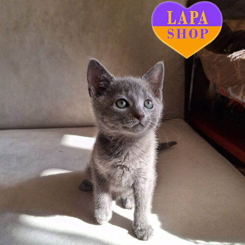 Charming Russian Blue Girl Bonita | Lapa.shop