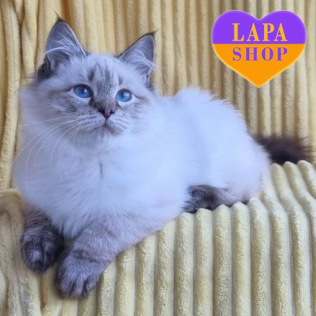 Neva Masquerade Kittens from Ukraine for Sale 🐾 Delivery