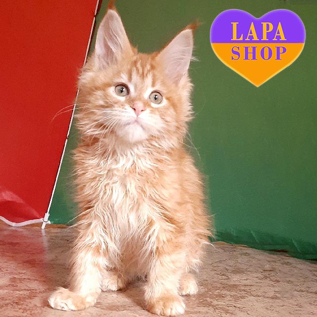 You can buy the Maine Coon kittens here🐾 LAPA.SHOP