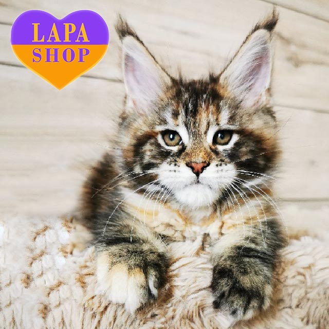 The Maine Coon cats: The World's Largest and Most Popular Cat Breed ...