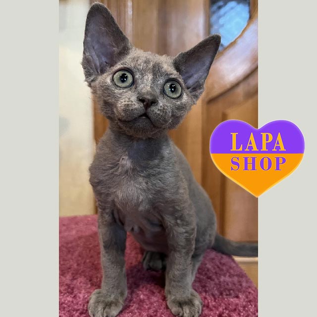 Anfisa is a Blue Cream Tortoiseshell Devon Rex Kitty | Lapa.shop
