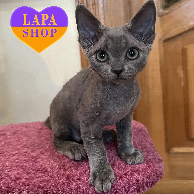 Devon Rex Kitten in a Blue Fur Coat Aramis | Lapa.shop