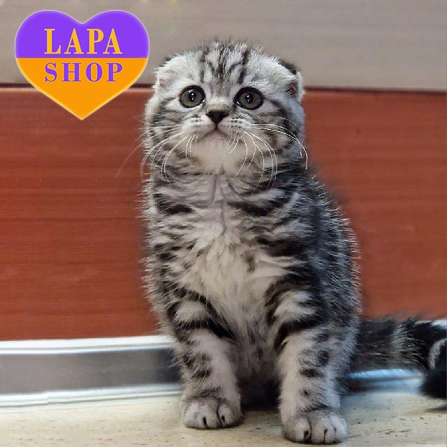 Silva is a Scottish Fold Kitty in a Silver Marble Fur Coat | Lapa.shop