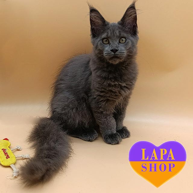 Luxurious Blue Smoke Maine Coon Kitty Sambuca | Lapa.shop