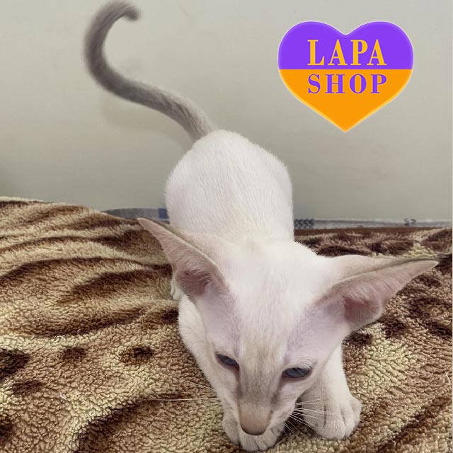 Siamese Chocolate Point Kitten Sweet | Lapa.shop