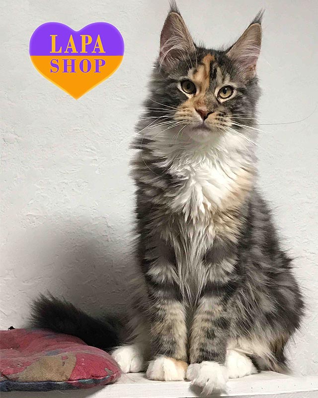 Elegant Maine Coon Tortoiseshell Marble Beauty Rhaenyra | Lapa.shop