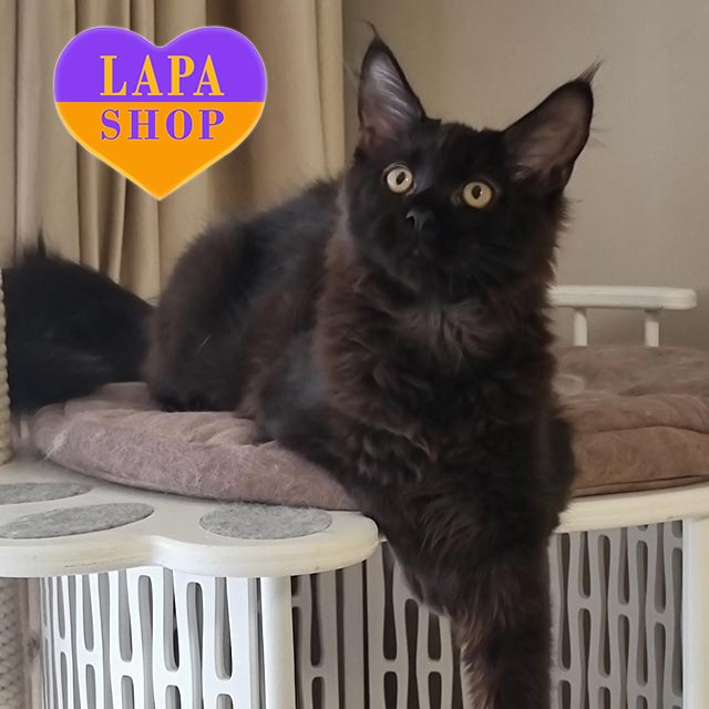 Elegant Black Maine Coon Kitty Xiola | Lapa.shop