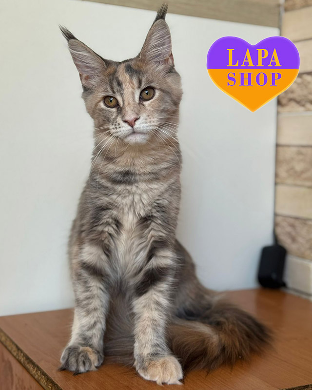 Exquisite Maine Coon Kitty in a Delicate Blue Cream Tortoiseshell ...