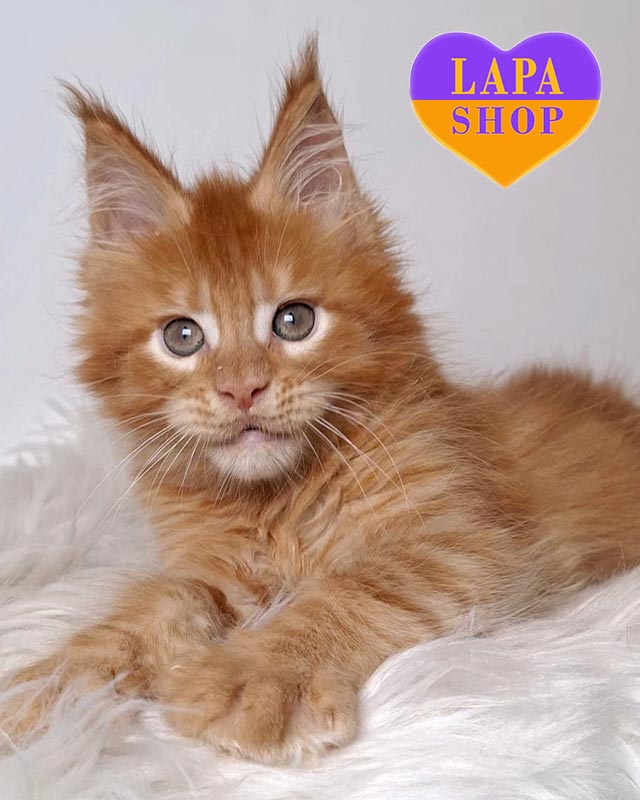 Bright Maine Coon Kitten in a Spotted Red Fur Coat Ivor — For Breeding ...