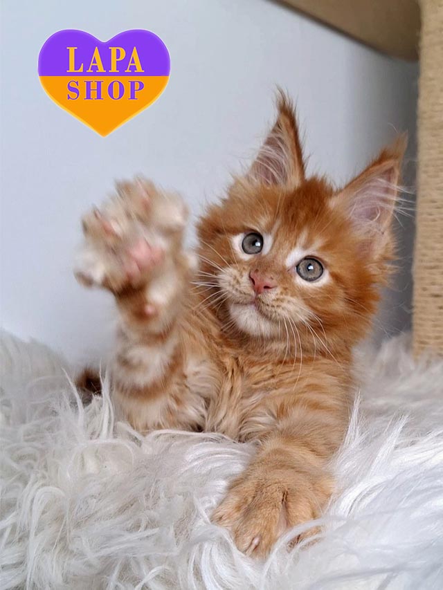 Bright Maine Coon Kitten in a Spotted Red Fur Coat Ivor — For Breeding ...