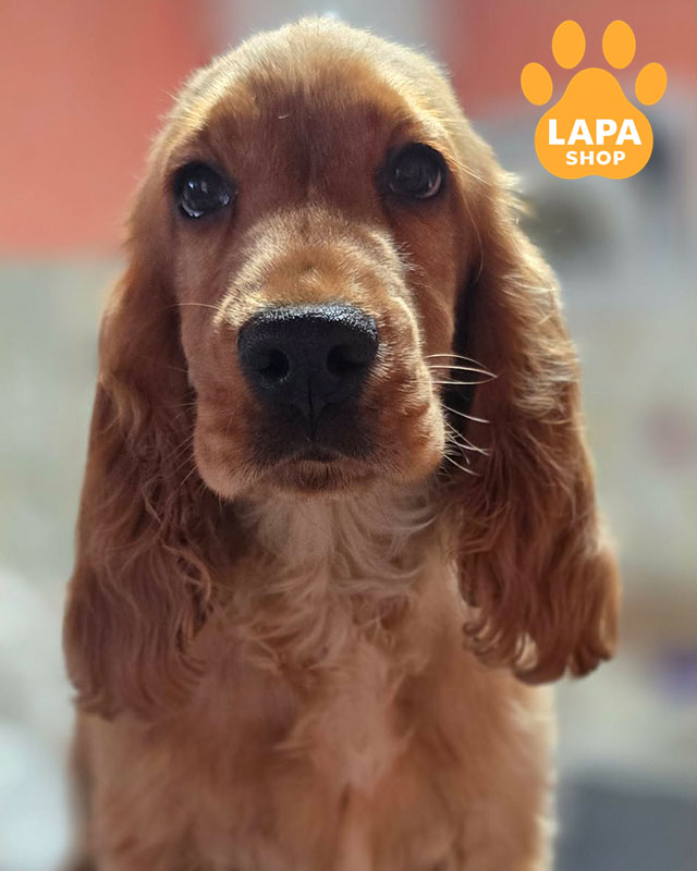 English Cocker Spaniel Puppies for Sale from Europe