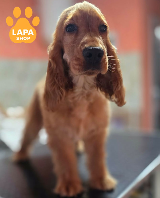 English Cocker Spaniel Puppies for Sale from Europe