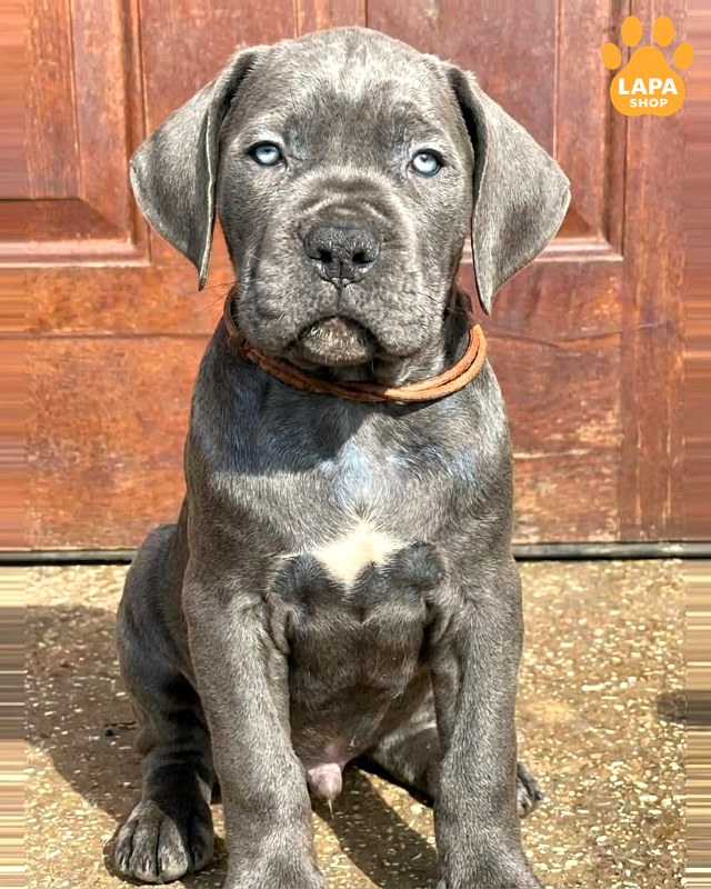 Cane Corso Puppies for Sale from Europe