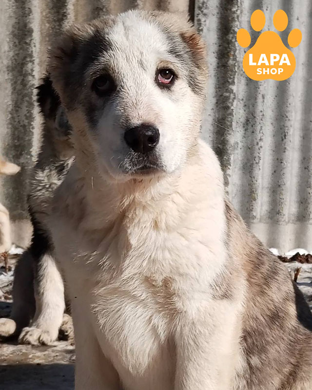 Alabai Puppies for Sale from Europe